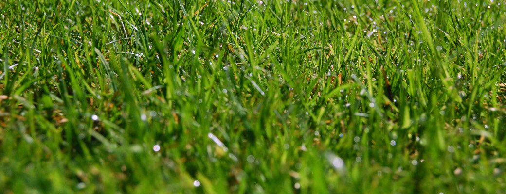 Premium Bluegrass: A Step Above The Rest - Greenhorizons News