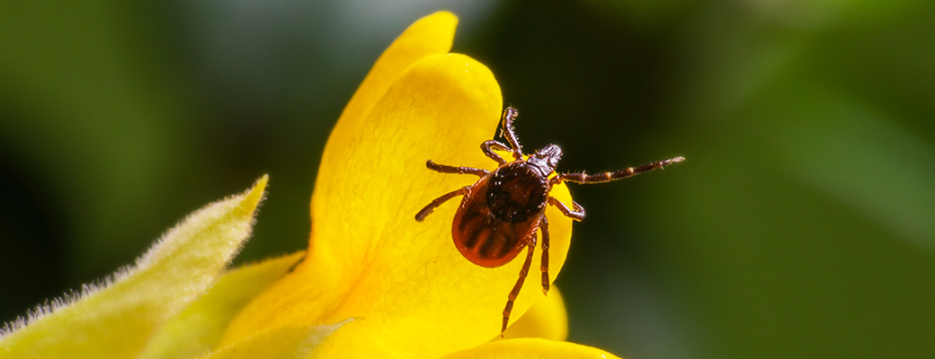 Ticks: How to Keep Them Out of Your Yard! - Greenhorizons News
