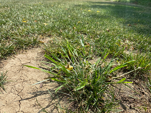 Undesirable Grasses: How to Identify and Prevent Them